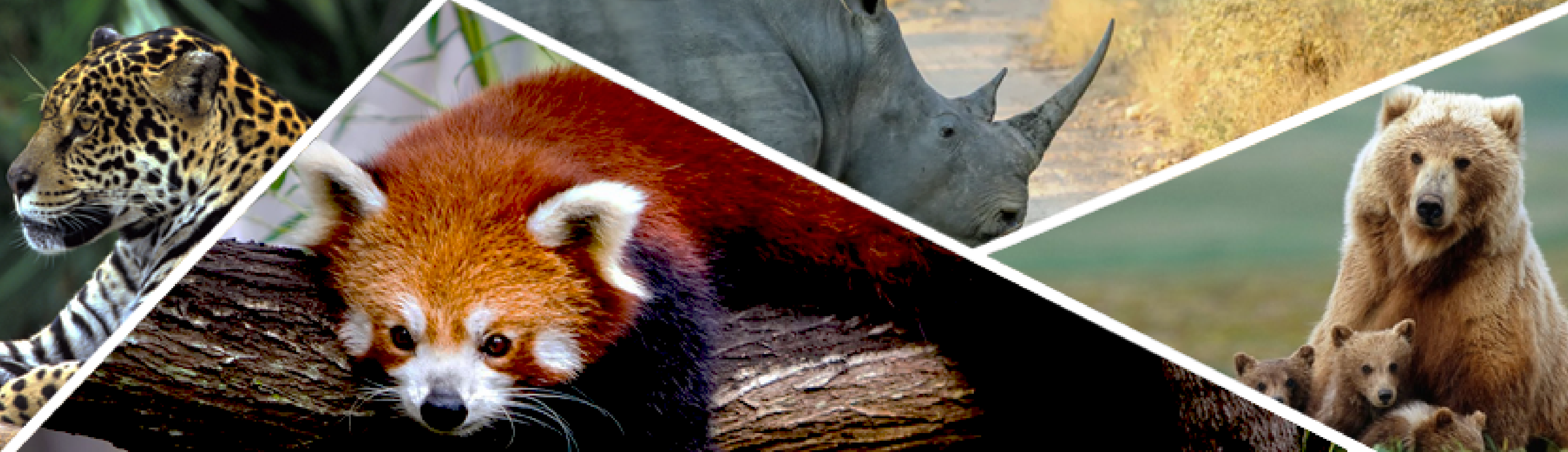 Endangered Species