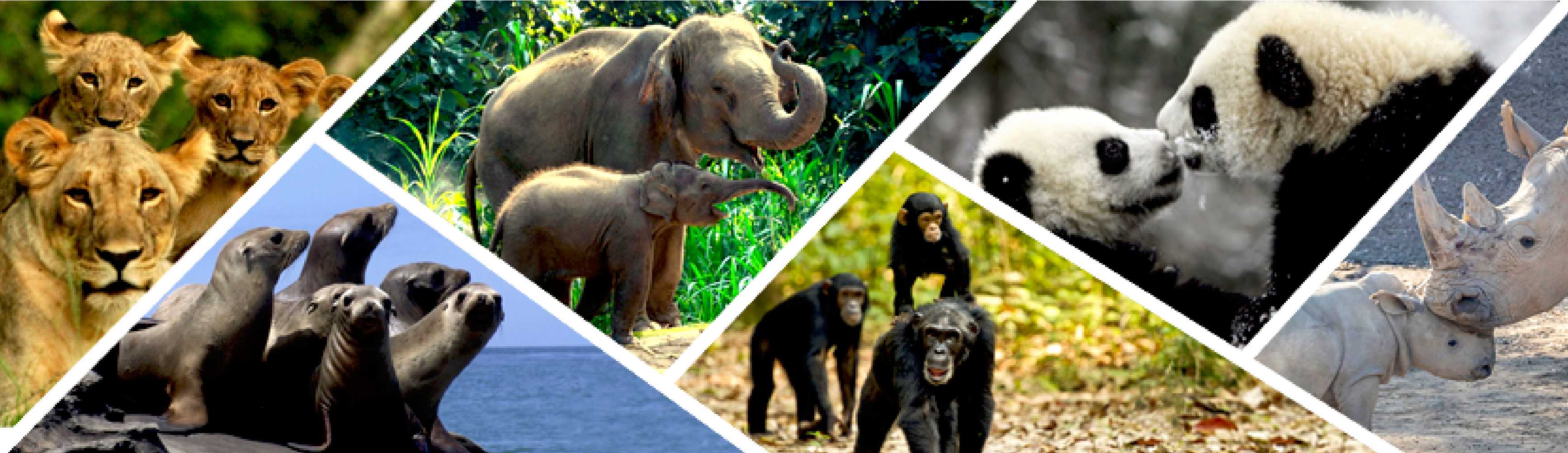 Wildlife Conservation