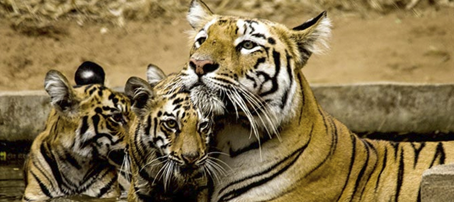 Importance of Tiger Conservation I We Naturalists