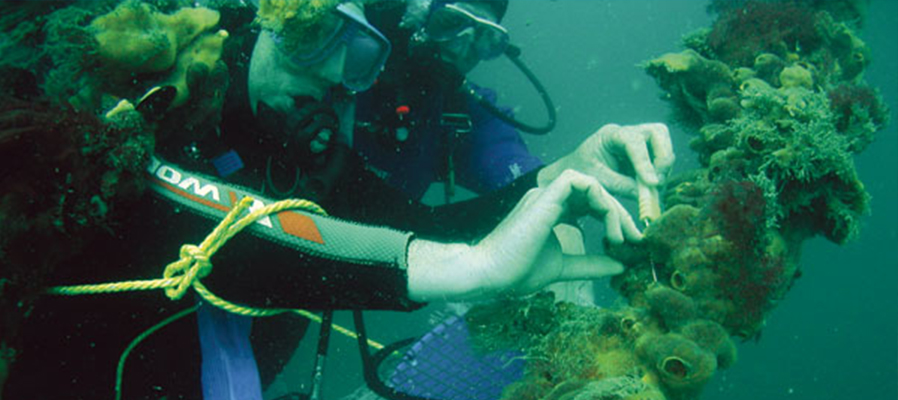 Sea Sponge Aquaculture- An Innovation Transforming Lives