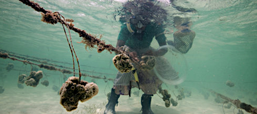 Sea Sponge Aquaculture- An Innovation Transforming Lives