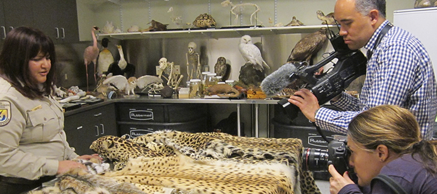 Effects of illegal Wildlife Trade and Trafficking