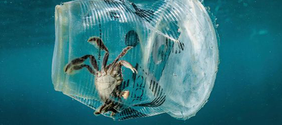 Edible Six-Pack Rings To Avoid Plastic Pollution