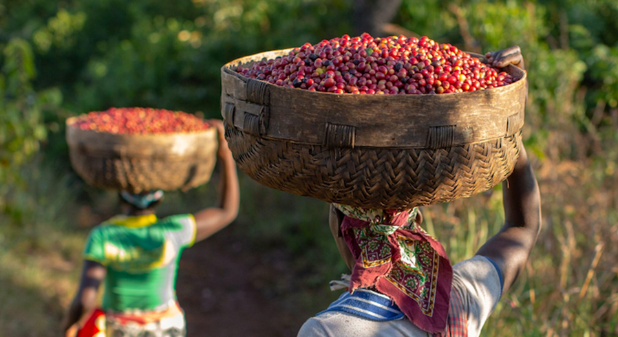 Gorongosa Coffee Project | Global Citizen