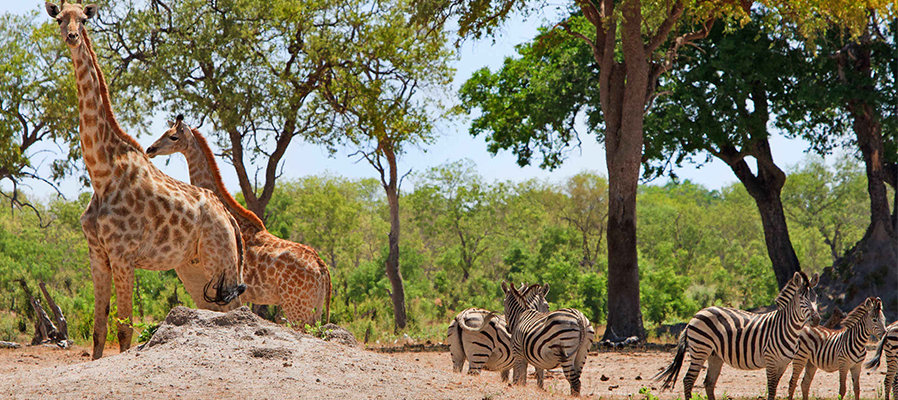 Protect wildlife species to restore the ecosystems.