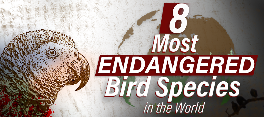 8 Most Endangered Bird Species in the World || WeNaturalists