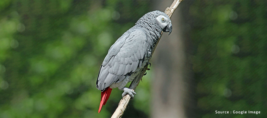 8 Most Endangered Bird Species in the World || WeNaturalists