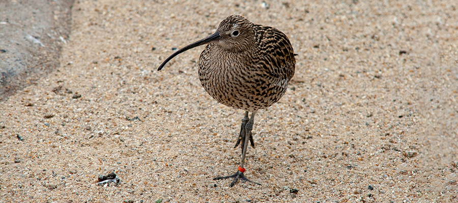 8 Most Endangered Bird Species in the World || WeNaturalists