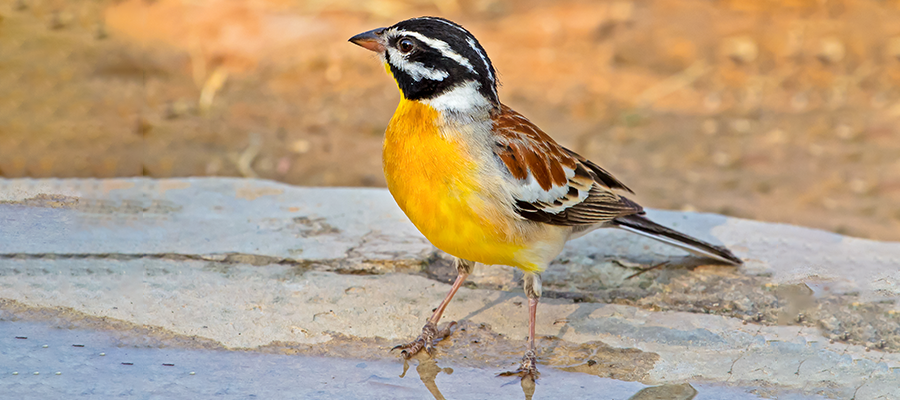 8 Most Endangered Bird Species in the World || WeNaturalists