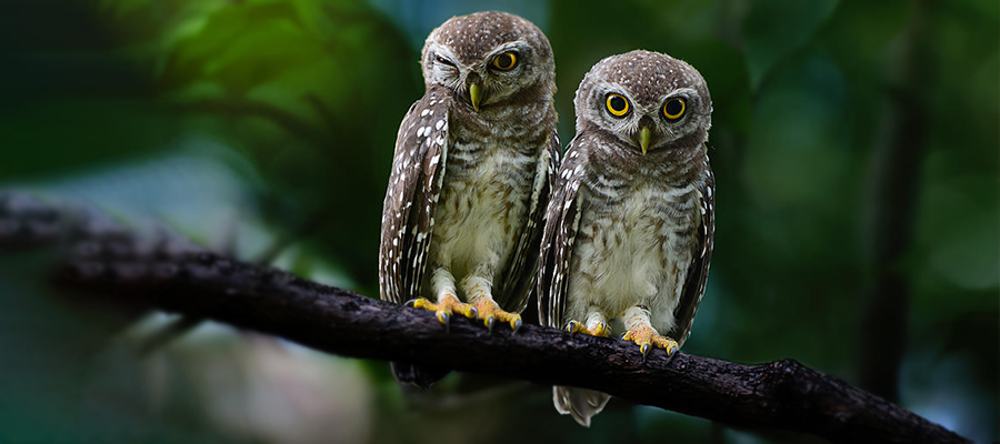 8 Most Endangered Bird Species in the World || WeNaturalists