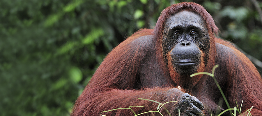 The 10 Most Endangered Animal Species in the World | WeNaturalists