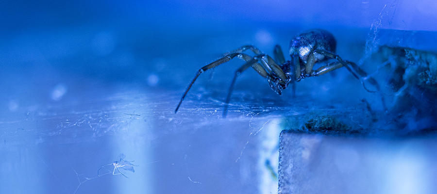 World's Most Venomous And Deadliest Animals Ranked | WeNaturalists