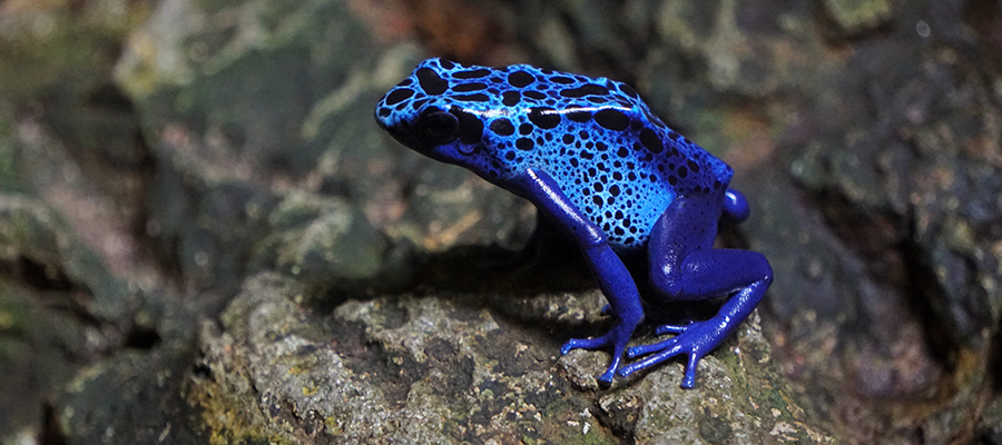 World's Most Venomous And Deadliest Animals Ranked | WeNaturalists