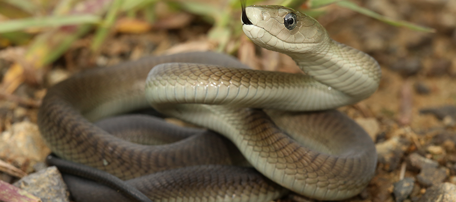 World's Most Venomous And Deadliest Animals Ranked | WeNaturalists