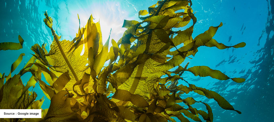 Interesting facts about Seaweeds the Macroalgae | WeNaturalists