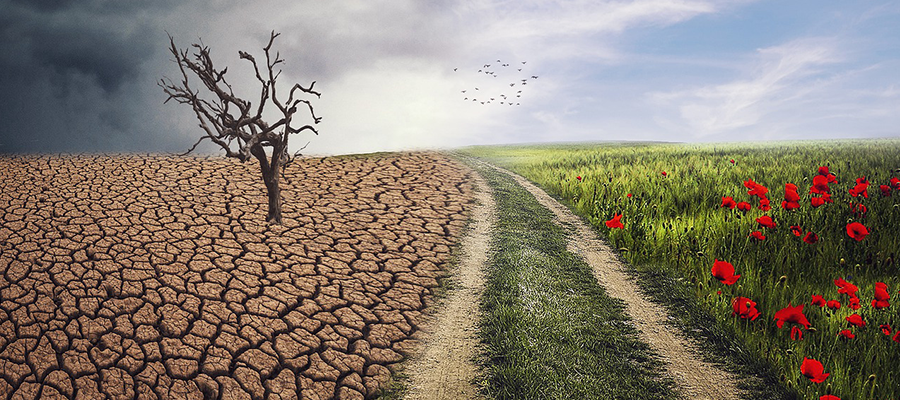 Last Hope To Revive Lost Ecology Through Ecosystem Restoration ...