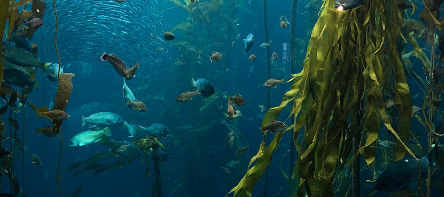 Kelp forests and its potential to fight climate change