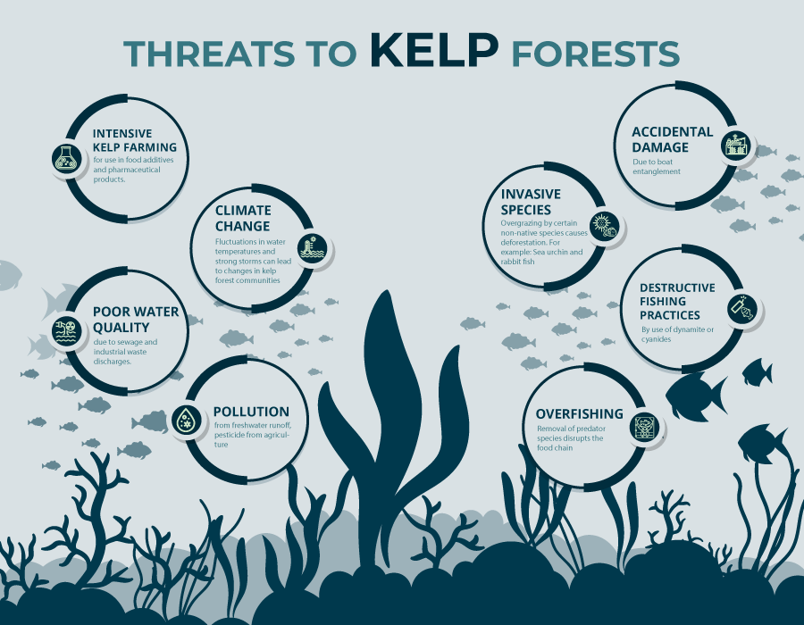 Kelp forests and its potential to fight climate change