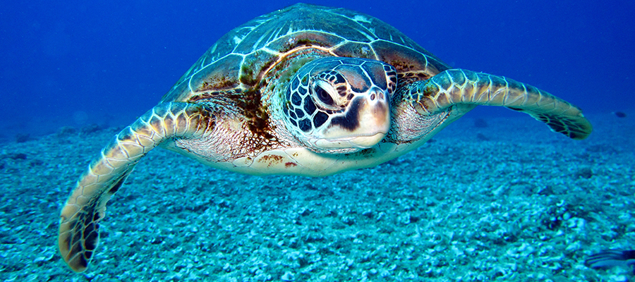 Climate Change causing feminization of sea turtles across the globe
