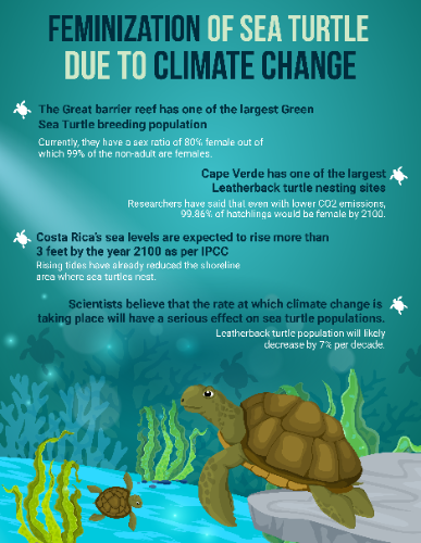 Climate Change causing feminization of sea turtles across the globe