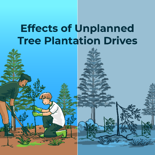 Disadvantages of Planting Trees - Lessons for the Future