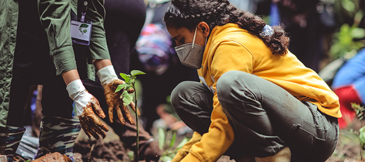 Disadvantages of Planting Trees - Lessons for the Future