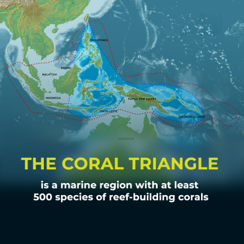 Coral Triangle: The Amazon of the Ocean