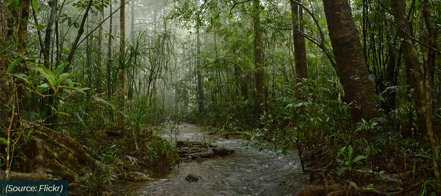 India’s oldest and most unique freshwater swamp