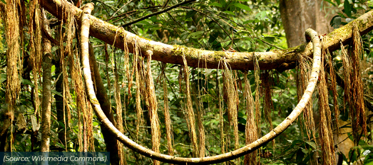 India’s oldest and most unique freshwater swamp