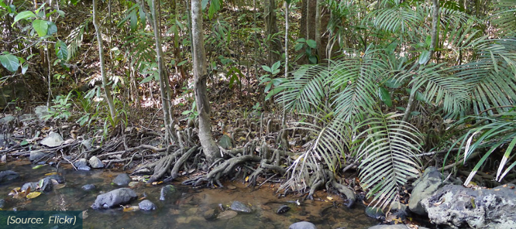 India’s oldest and most unique freshwater swamp
