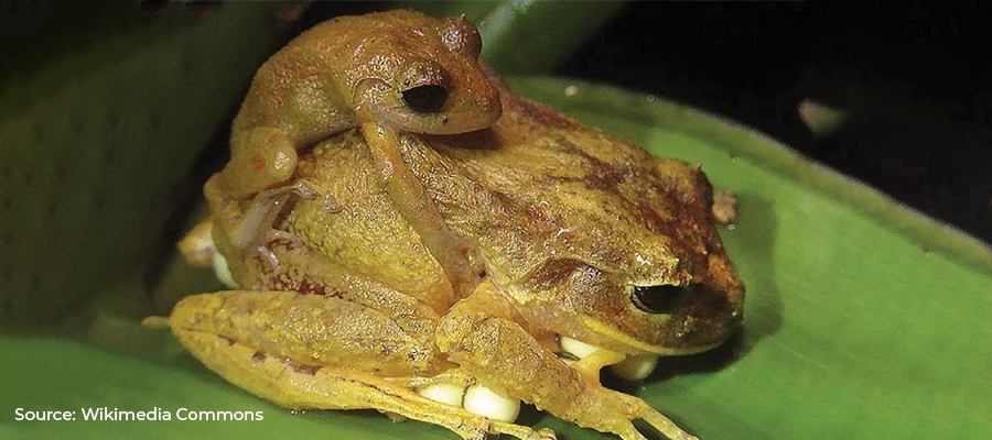 New Species Discovered in 2022 Can Help Tackle Climate Change
