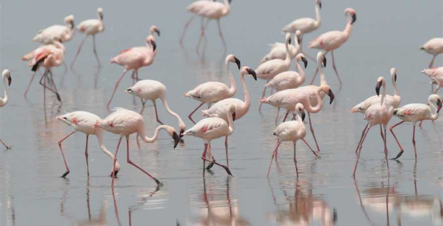 Phabian Amon shared on WeNaturalists | Ecosystem for Nature Professionals