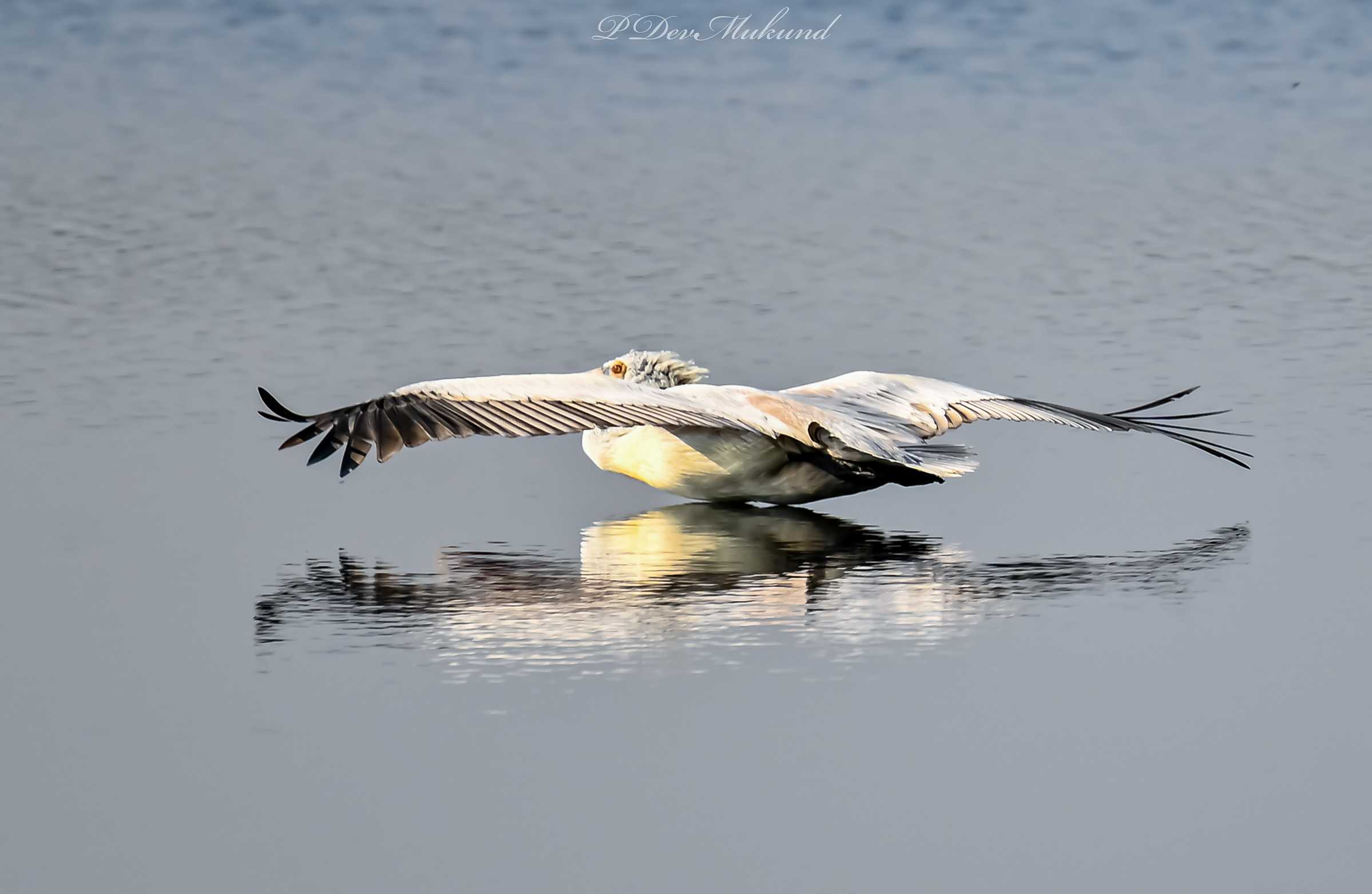 Mukunthan Thevarasa shared on WeNaturalists | Ecosystem for Nature ...