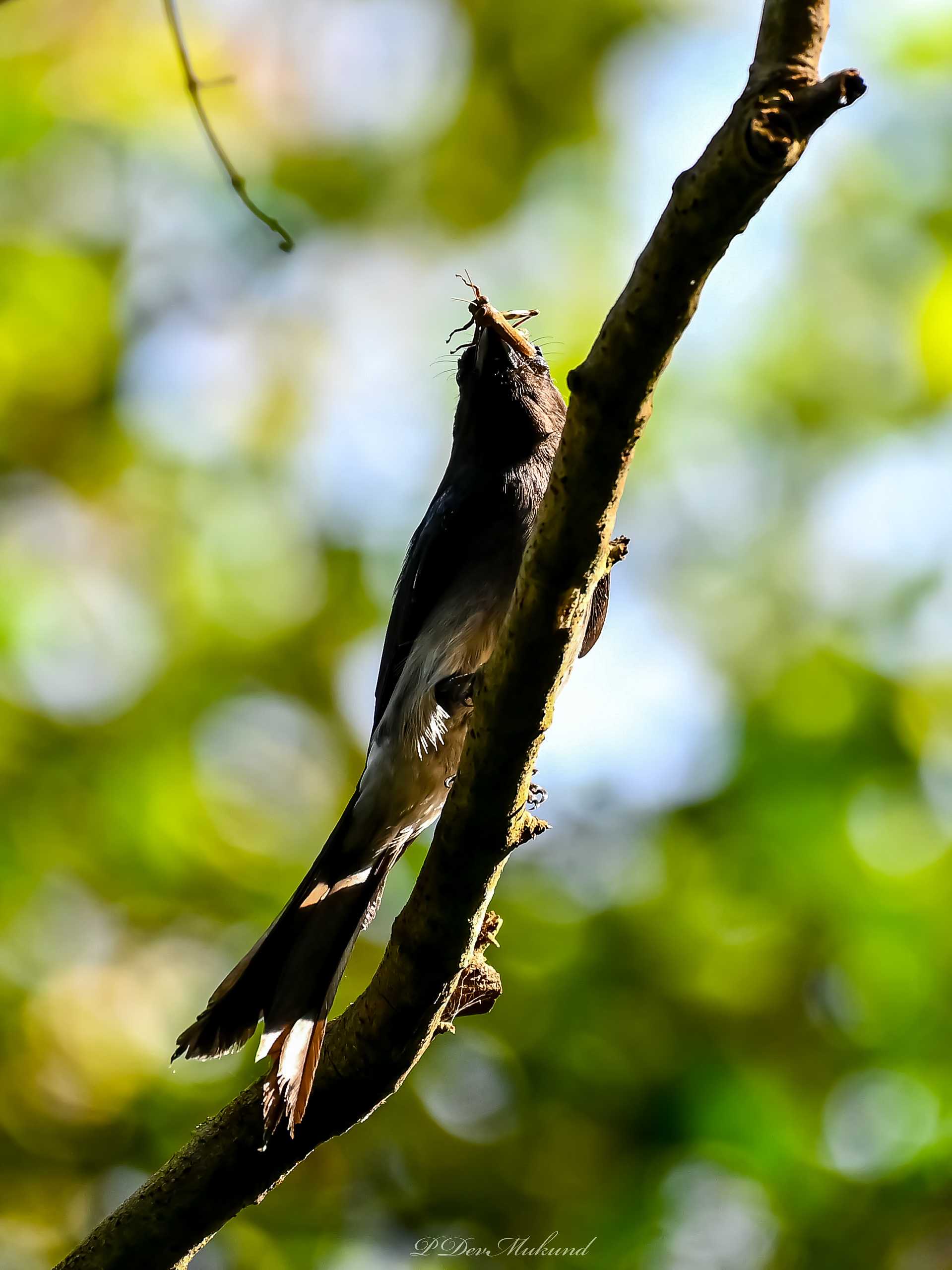 Mukunthan Thevarasa shared on WeNaturalists | Ecosystem for Nature ...