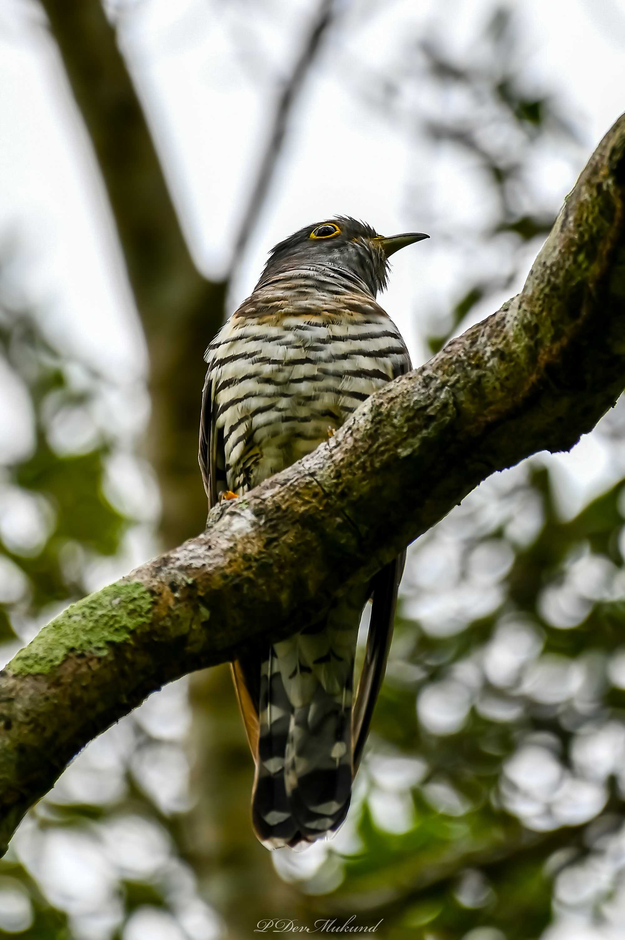 Mukunthan Thevarasa shared on WeNaturalists | Ecosystem for Nature ...