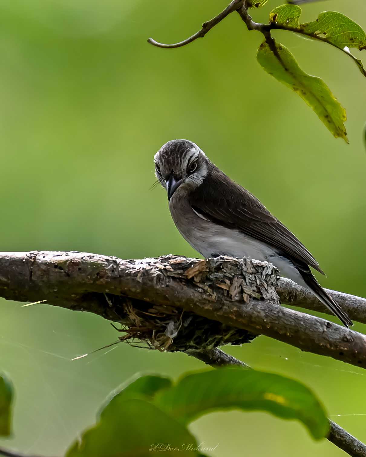 Mukunthan Thevarasa shared on WeNaturalists | Ecosystem for Nature ...