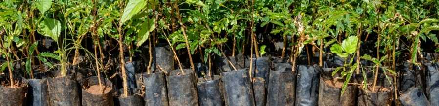 Tree Planting Holiday | New opportunities and projects to explore ...